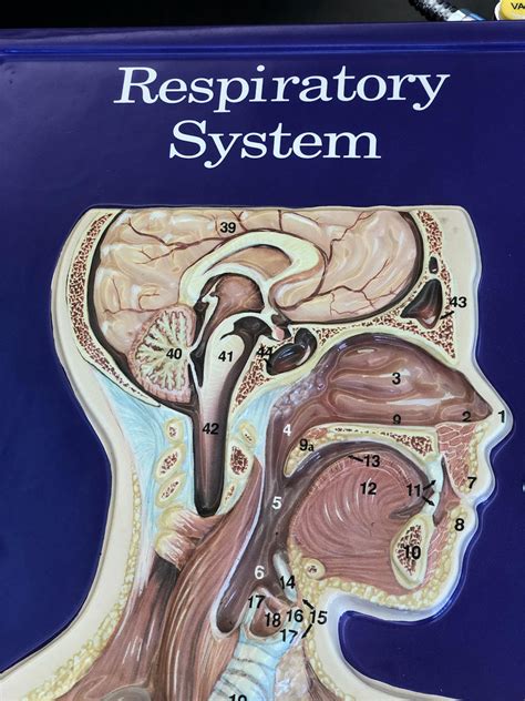 Lymphatic System Tonsils Diagram Quizlet