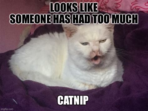 Pixie Cut Memes