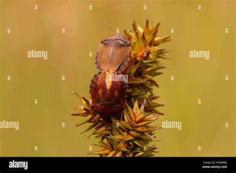 Shield Bugs Mating Hi Res Stock Photography And Images Alamy