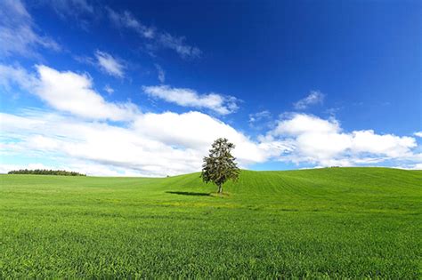 유토이미지 초원 나무 배경