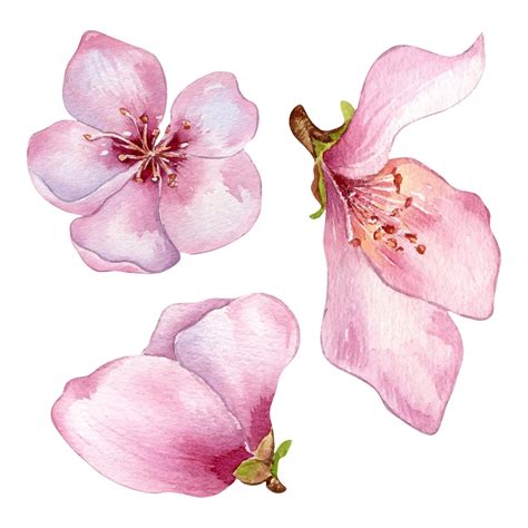 Peach Tree Blossom Drawing