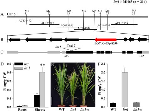 Map Based Cloning Of The Ltn1 Gene A Preliminary And Fine Mapping Download Scientific