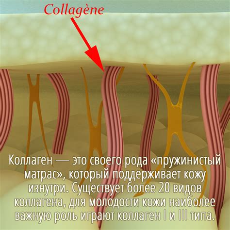 Коллаген – основа молодости кожи