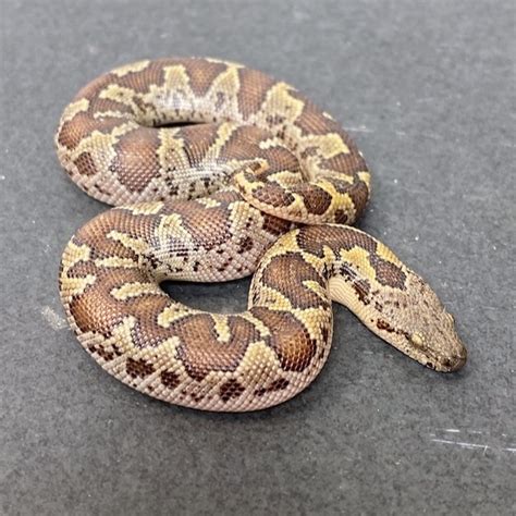 Rough Scale Sand Boa Female 21ds3f Rough Scaled Sand Boa By Great