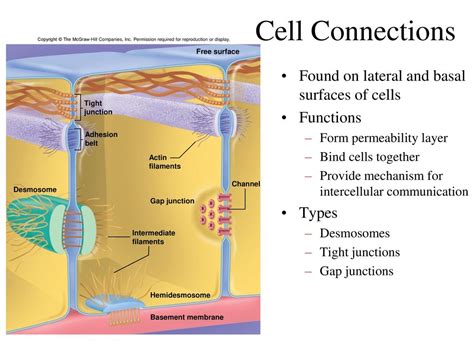 Into The Integumentary System Ppt Download