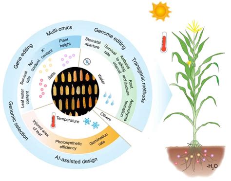 Advances In Research On Maize Tolerance To Abiotic Stress Lifeasible