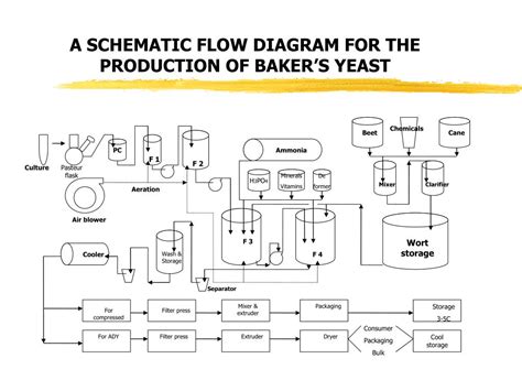 Bakers Yeast And Fermentation At Dorothy Boots Blog