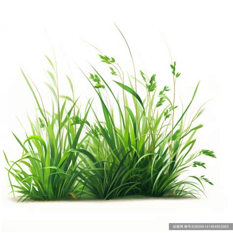 植物草素材图ai图元素下载编号636595141464953963 设图网