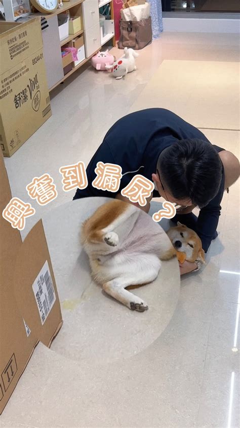 柴犬扭扭 ɴɪᴜ ɴɪᴜ 立志吃遍大江南北的寵物友善咖啡廳 太興奮了吧 ๑•̌ •̑๑ ˀ̣ˀ̣ Instagram