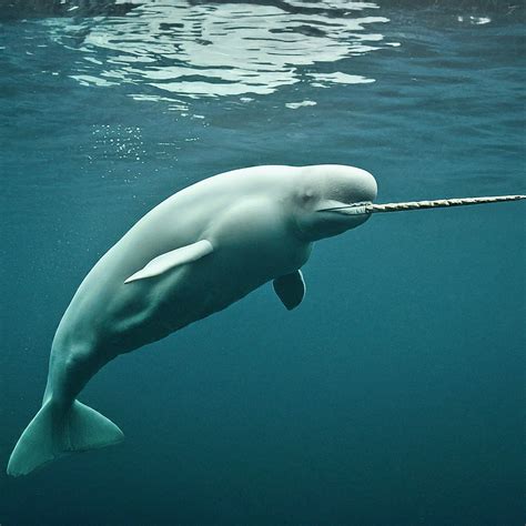 25 Unusual Hybrid Animals That Exists With Pictures