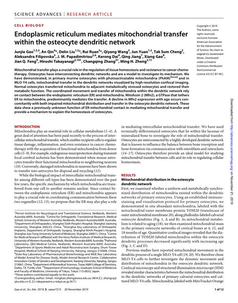 Pdf Endoplasmic Reticulum Mediates Mitochondrial Transfer Within The
