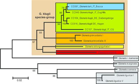 phylogenetic tree recovered in the combined maximum likelihood analysis