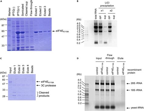 Protocol For Analyzing Intact Mrna Polya Tail Length Using Nanopore Direct Rna Sequencing