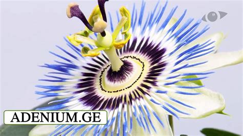 პასიფლორა ვნების ყვავილი Passiflora Passion Flower თუ მოგწონთ ჩვენი გვერდი გაუზიარეთ