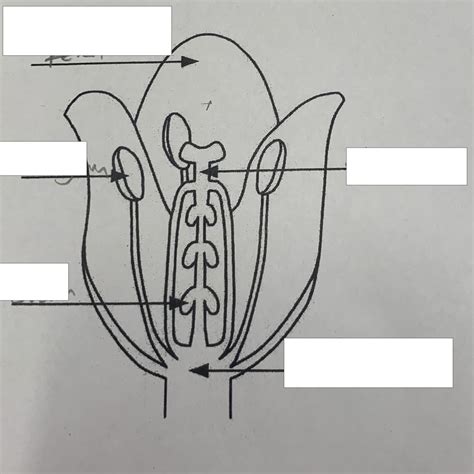Diagram Of Monocot Flower Quizlet