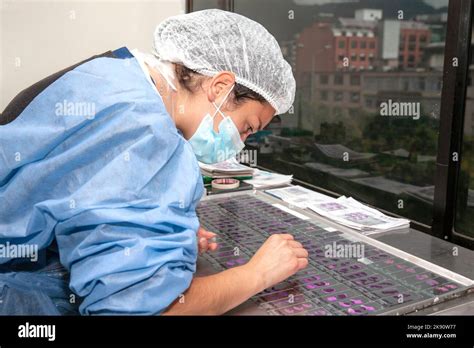 Young Female Scientist Preparing Slides With Paraffin Embedded Sections For Pathological