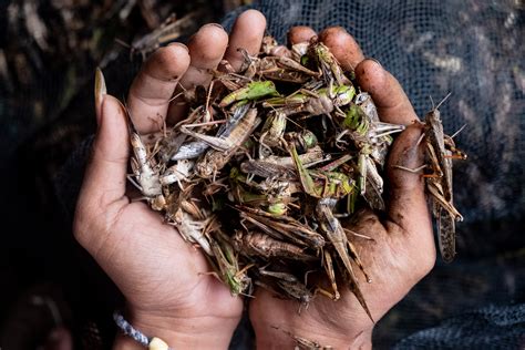 Documenting Grasshopper Catching And Cricket Farming In Indonesia We