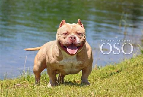 Big G Kennel Jual Pembroke Welsh Corgi Sex Female Umur 2 Bulan