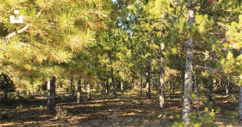 키 큰 소나무가 많은 숲 사진 Unsplash의 무료 식물 이미지