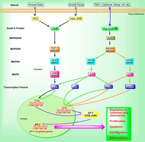 Ap 1 Associated Signaling Pathways Download Scientific Diagram