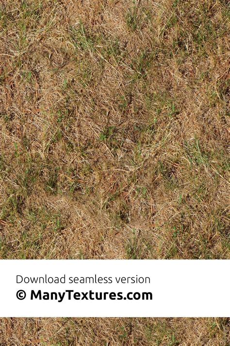 Dry Grass Ground Texture