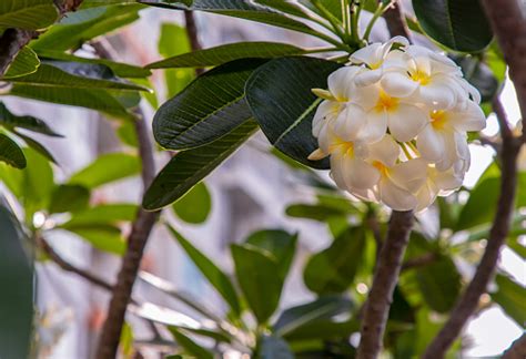 녹색 잎 배경에 흰색 깃털 프랑기파니 꽃 그룹 태국 아름답고 멋진 꽃 0명에 대한 스톡 사진 및 기타 이미지 0명 개화기