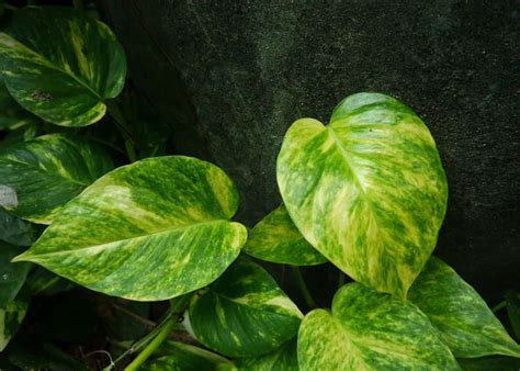 How To Grow Pothos
