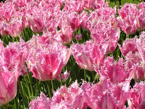 Каденза Тюльпан Фото — Mixyfotos.ru