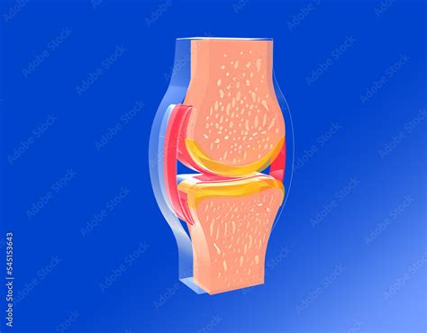 3d Illustration Of A Synovial Joint Seen From The Front Graphic