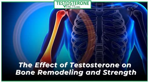 The Effect Of Testosterone On Bone Remodeling And Strength