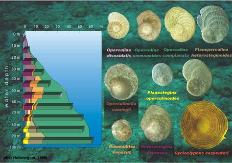 Foraminiferans Live Rock Living Stained Foraminifera In The Lesser Foraminiferans Live Rock Living Stained Foraminifera In The Lesser