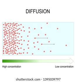 Diffusion Movement Molecules Atoms Region Higher Stock Illustration Shutterstock