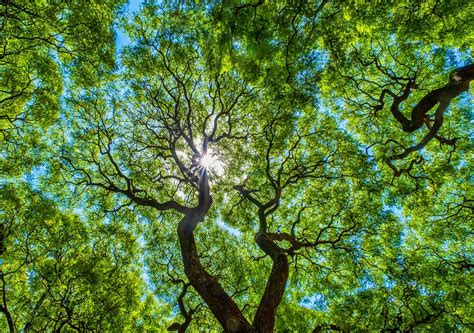 Forest Tree Species Diversity Crucial To Reducing N₂o Emissions And