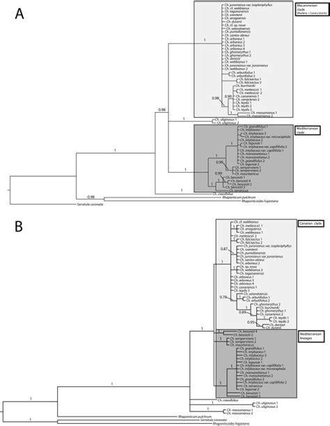 bayesian phylogenetic trees of cheirolophus inferred from nuclear and download scientific