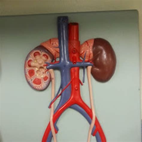 Abdominal Veins Diagram Quizlet