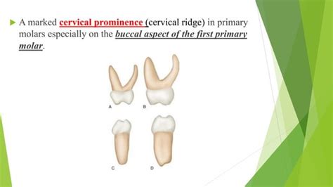 Morphological Differences Between Primary And Permanent Teeth 2016 Pptx