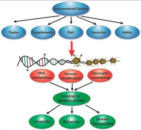 Epigenetic Modifications In The Fetal Genome An Overview Rph Labs