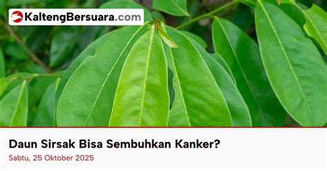 Daun Sirsak Bisa Sembuhkan Kanker —