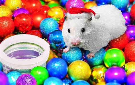 小仓鼠大冒险：挑战带彩色陷阱的迷宫，五彩缤纷的障碍球场如何闯 小仓鼠冒险乐园 小仓鼠冒险乐园 哔哩哔哩视频