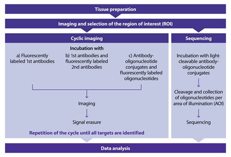 Spatial Biology And Imaging Miltenyi Biotec Deutschland