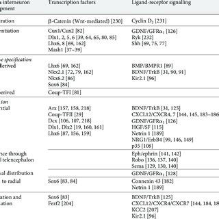 Factors Affecting Interneuron Lamination In The Rodent Cortex A During Download Scientific