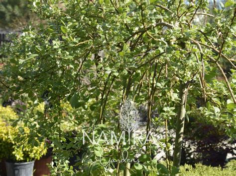 Salix Caprea Pendula Salcie Căprească Pendula Namira Gardens