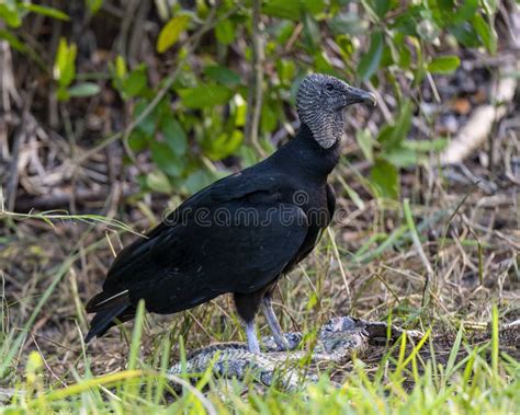 Black Vulture Eating A Dead Python Along The Roadside In The Everglades National Park In Florida