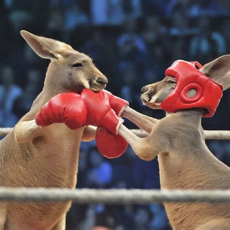 Boxing Kangaroos By Kingloki3 On Deviantart