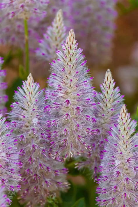How To Create A Bush Garden Better Homes And Gardens Australia