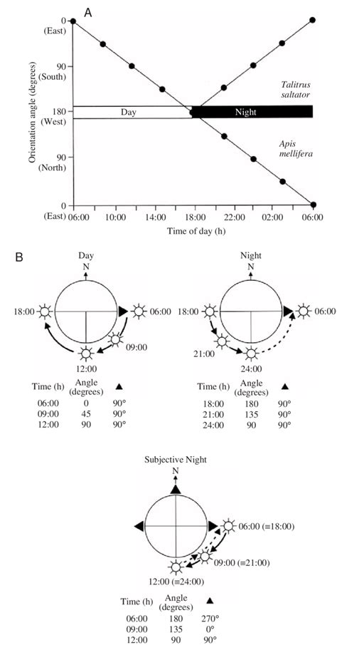 Schematic Representation Of The Angular Variation In Orientation Angle Download Scientific