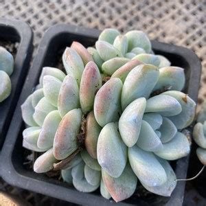 Live Succulents Rare Succulents Echeveria Ice Green Etsy