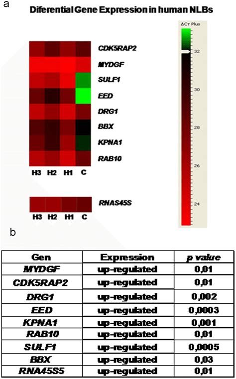 Differential Gene Expression In Hscr Nlbs Versus Control Nlbs A The