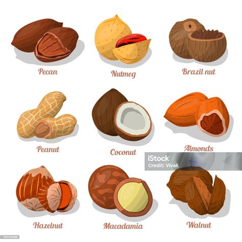 마 카 다 미아 헤 즐 넛 아몬드 호두 육 두 구 피칸 땅콩 및 브라질 캐슈 너트 음식 코코넛입니다 0명에 대한 스톡 벡터 아트 및 기타 이미지 Istock
