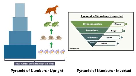 Ecological Pyramids Definition Types Examples Importance Limitations Biology Notes Online